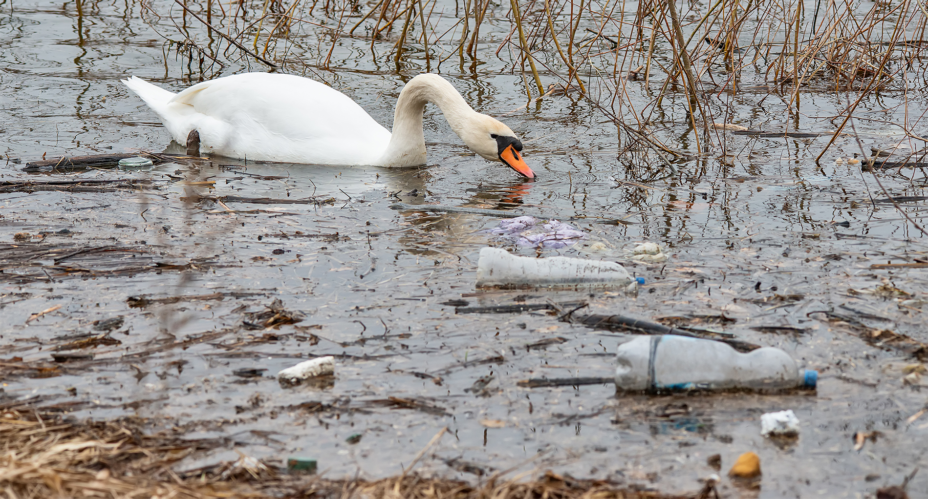 Common Misconceptions about Mute Swans - Mute Swan Society