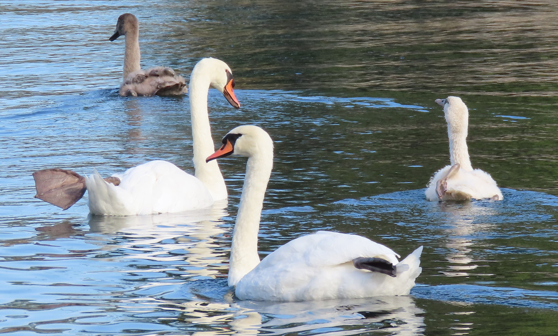 About Mute Swans - Mute Swan Society