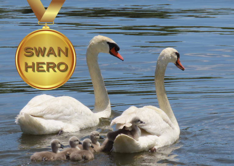 Celebrating Swan Heroes - Mute Swan Society