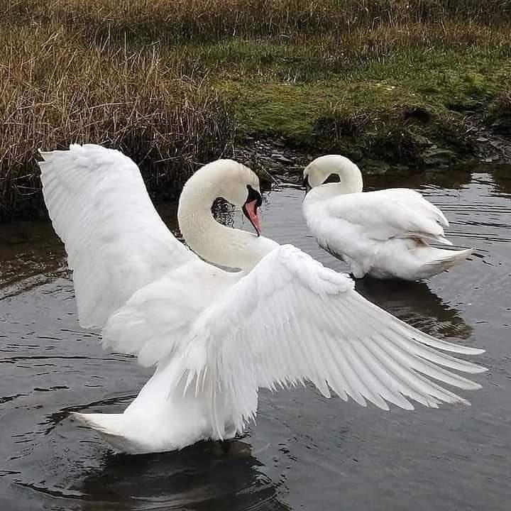 About Mute Swans - Mute Swan Society